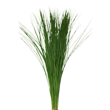 Steel Grass – Bulk Greens | Phoenix AZ