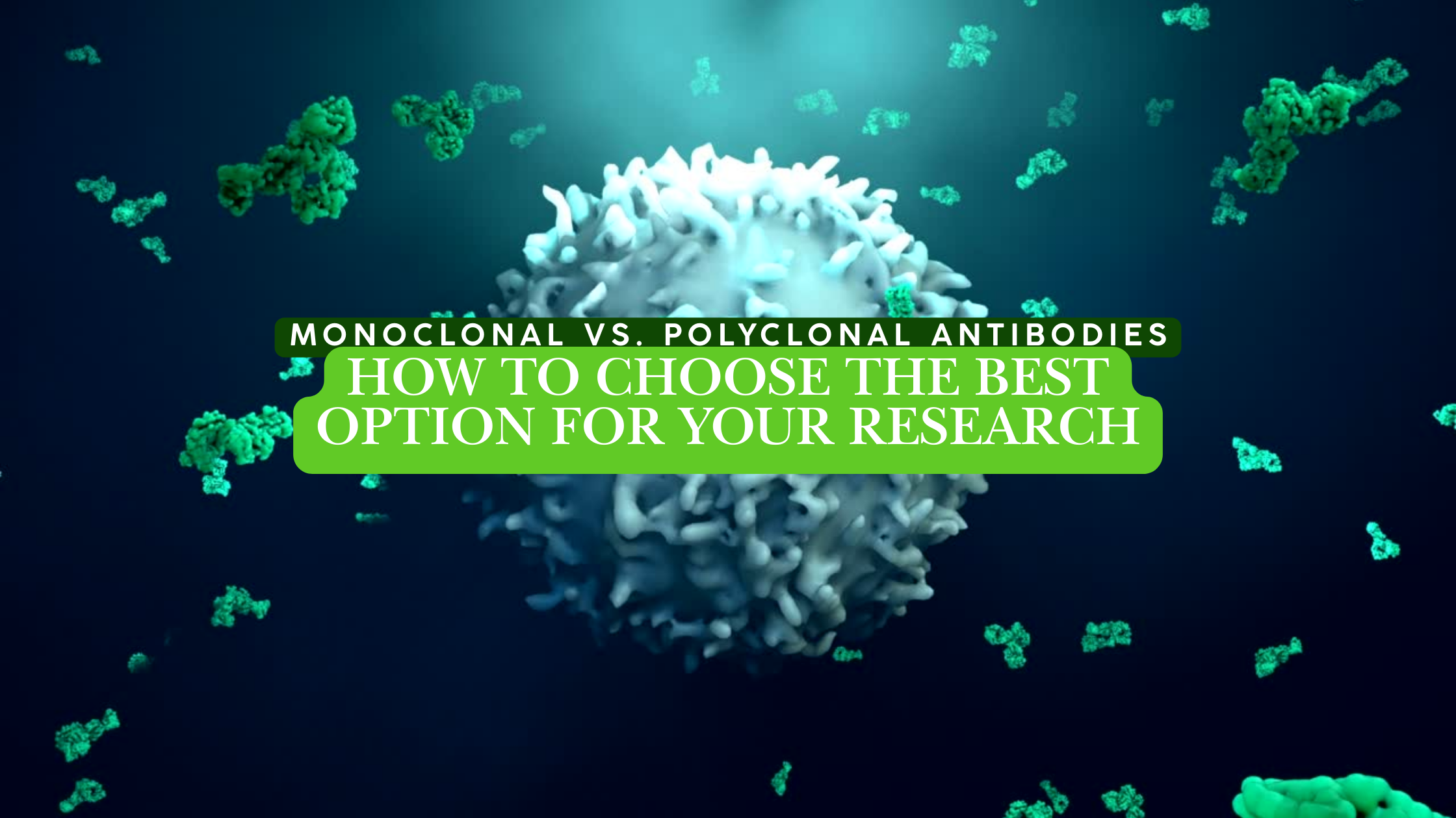 Monoclonal vs. Polyclonal Antibodies: How to Choose the Best Option for Your Research - Antibody ...