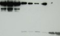 TMB HRP ELISA Substrate kit (with stop reagent) - Antibody Research ...