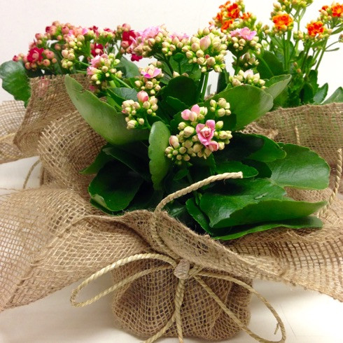 Images Of Kalanchoe Flowers Kalanchoe Flowering Indoor Plants