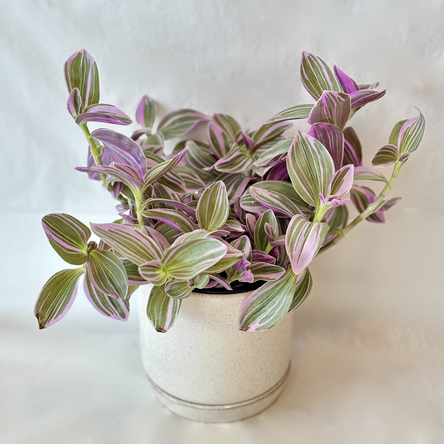 Florist Dunedin, Online Flower Shop, Flower Delivery NZ