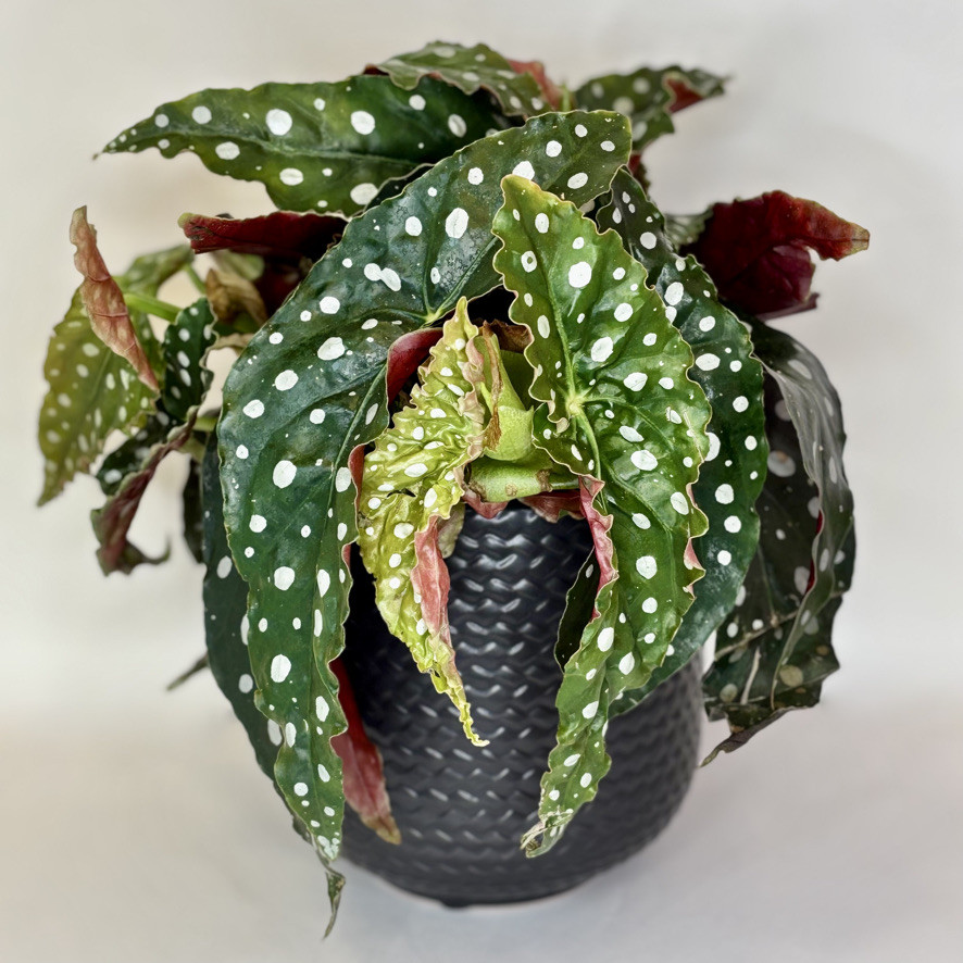 Florist Dunedin, Online Flower Shop, Flower Delivery NZ