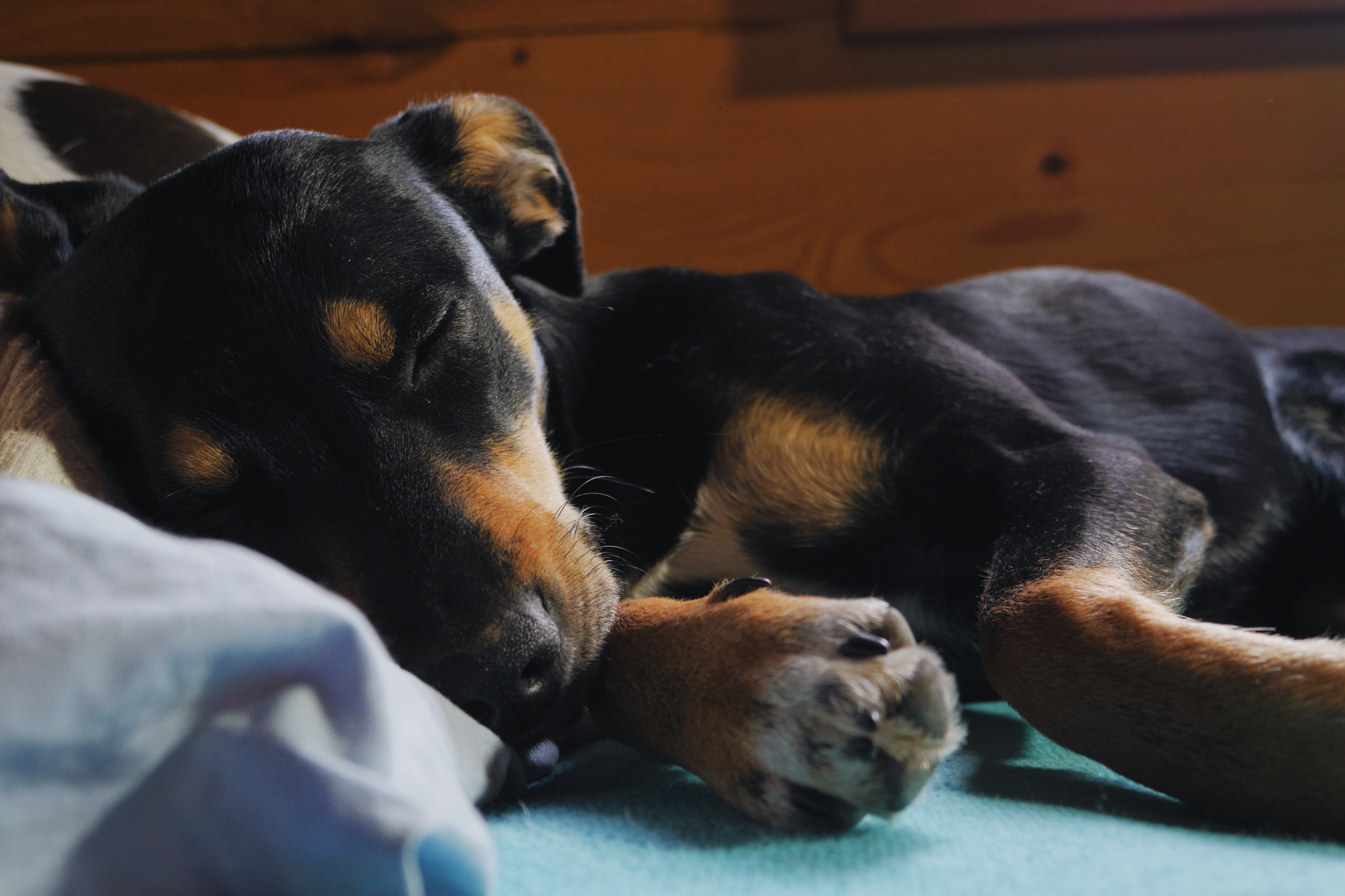 The Stages of Whelping: Tips on making it easier on you, the breeder ...