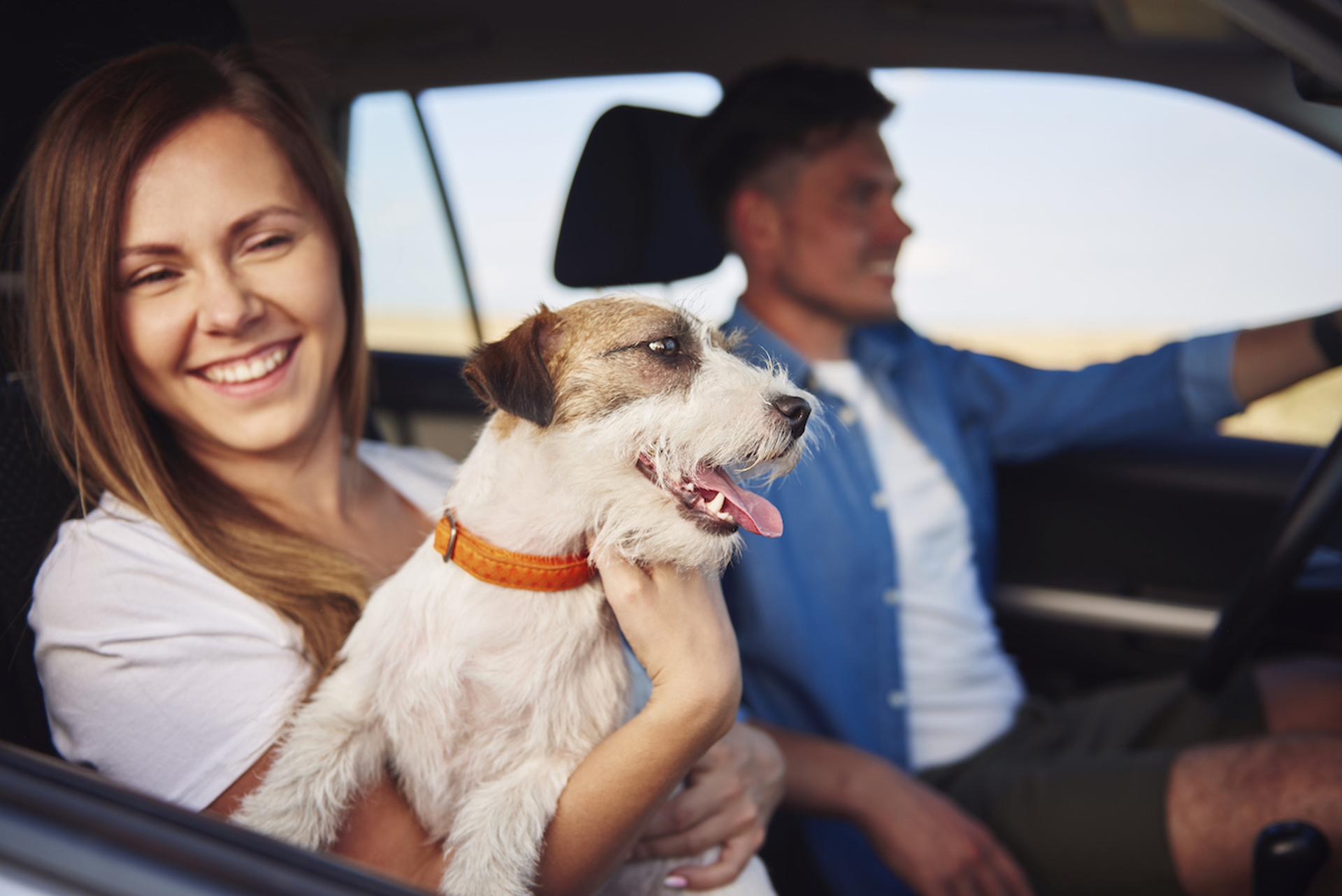 Tips for Traveling with your Dog - Lakeside Products