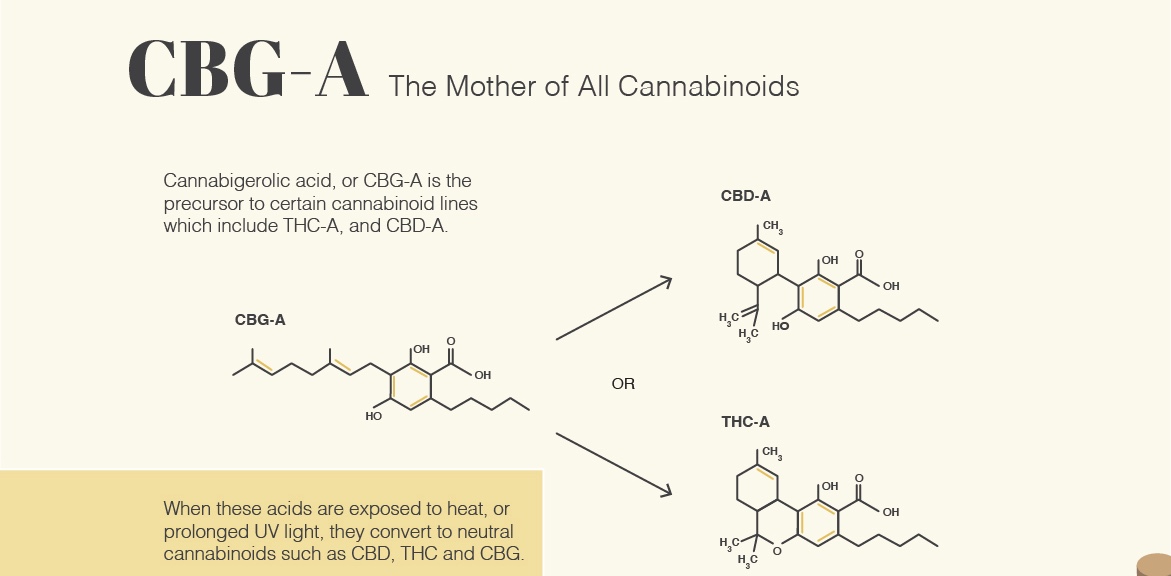 Cannabigerol (CBG) and Cannabigerolic Acid (CBGa) – “The Mother of All ...