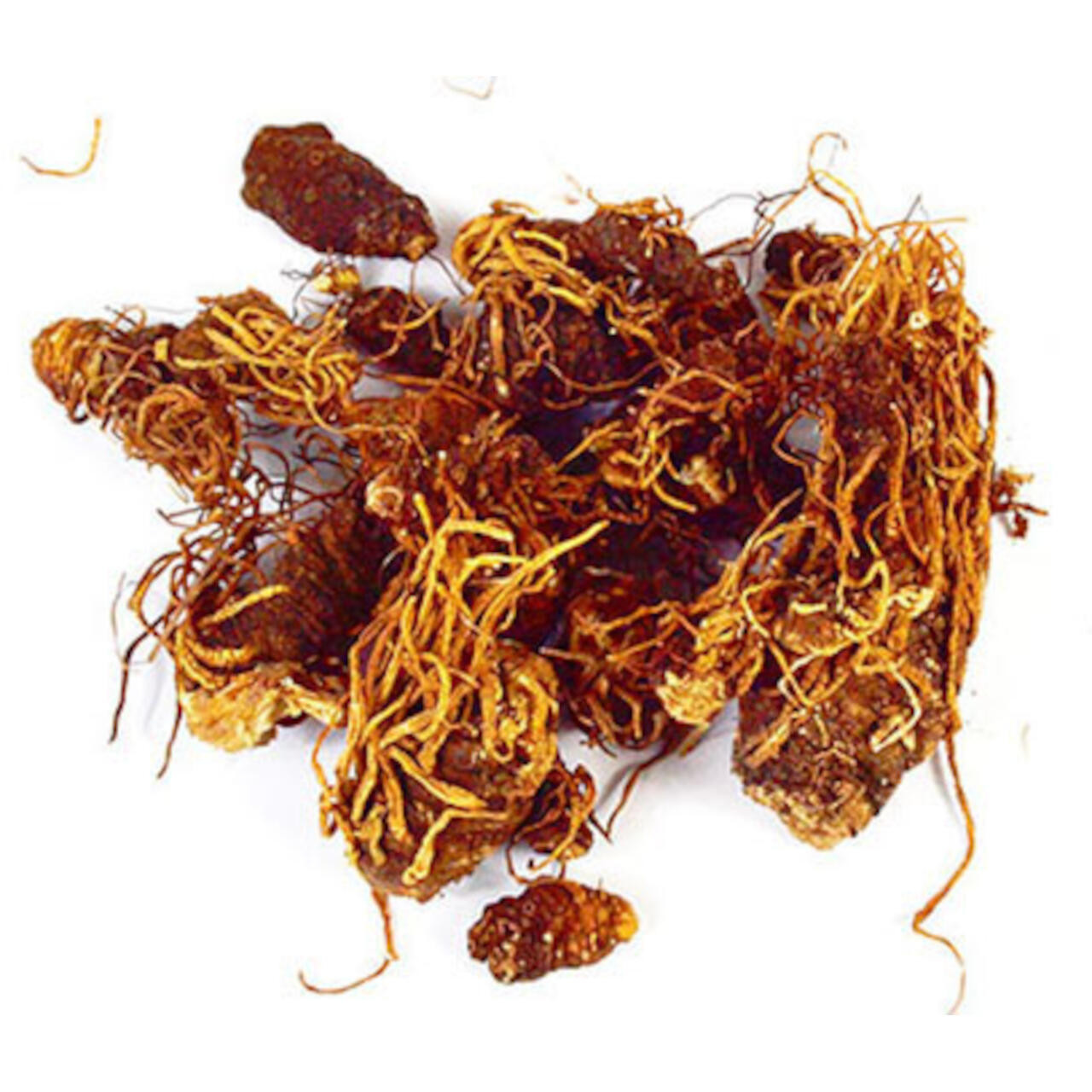 Low John Root Whole 1 Lb - The Ancient Sage Spiritual Store