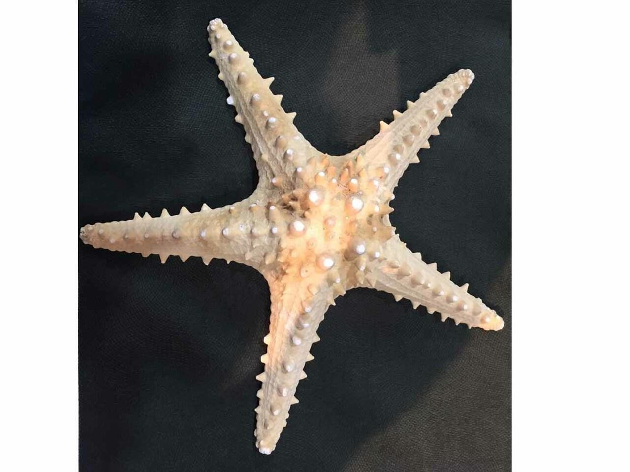 Stunning Natural Starfish - 22cm - Unique Gift Idea