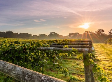 Spotlight on British Producers - The Wine Flyer