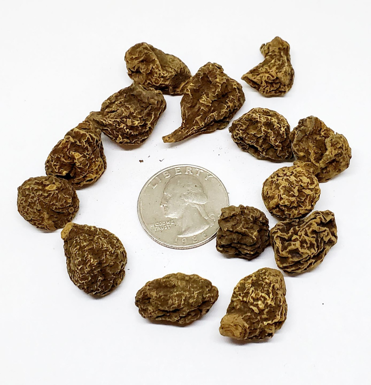 High John the Conqueror Root 1 gram roots - Raven's Flight