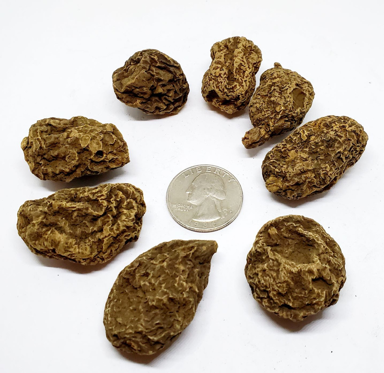 High John the Conqueror Root 6 gram roots - Raven's Flight