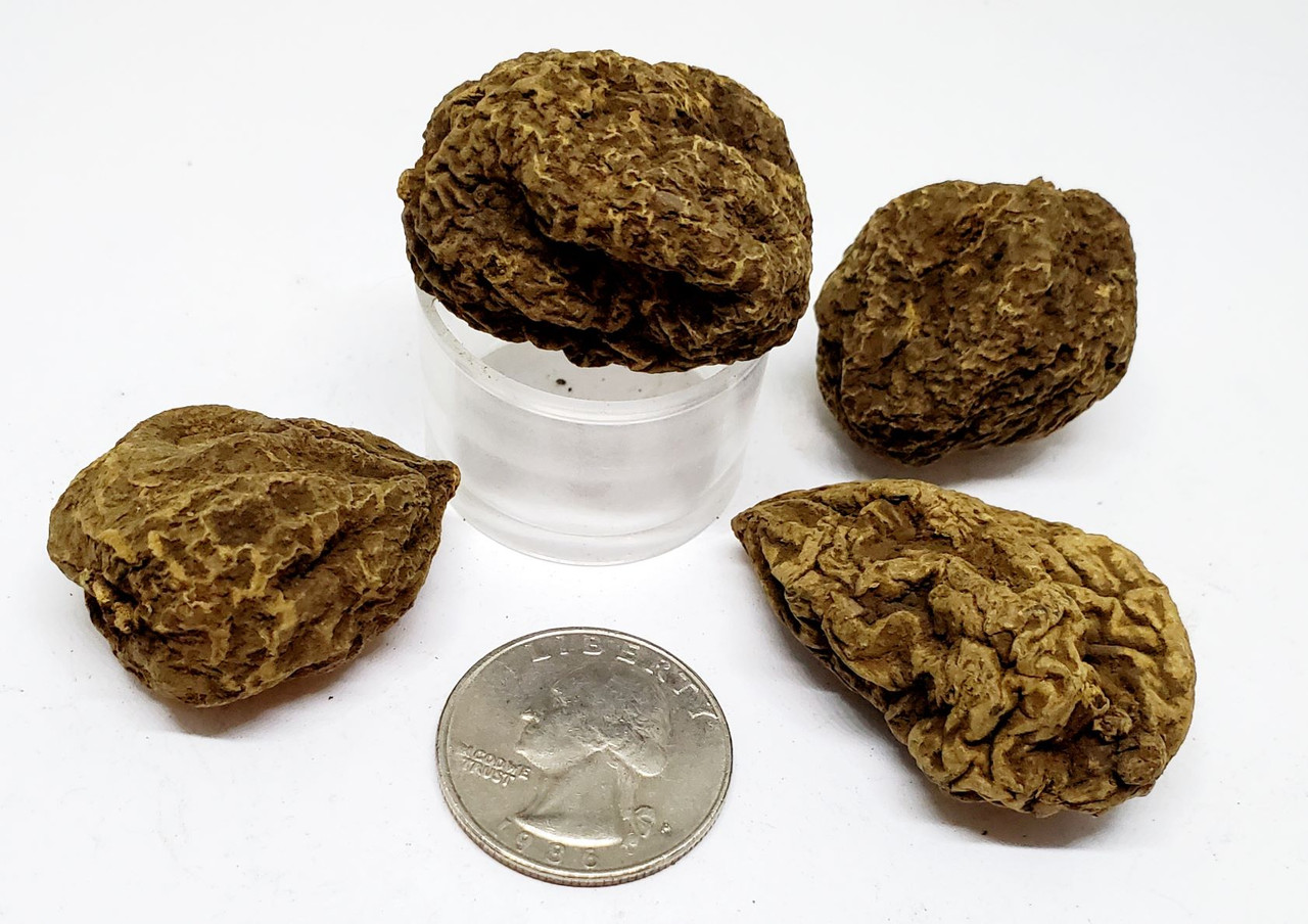 High John the Conqueror Root 10 gram roots - Raven's Flight