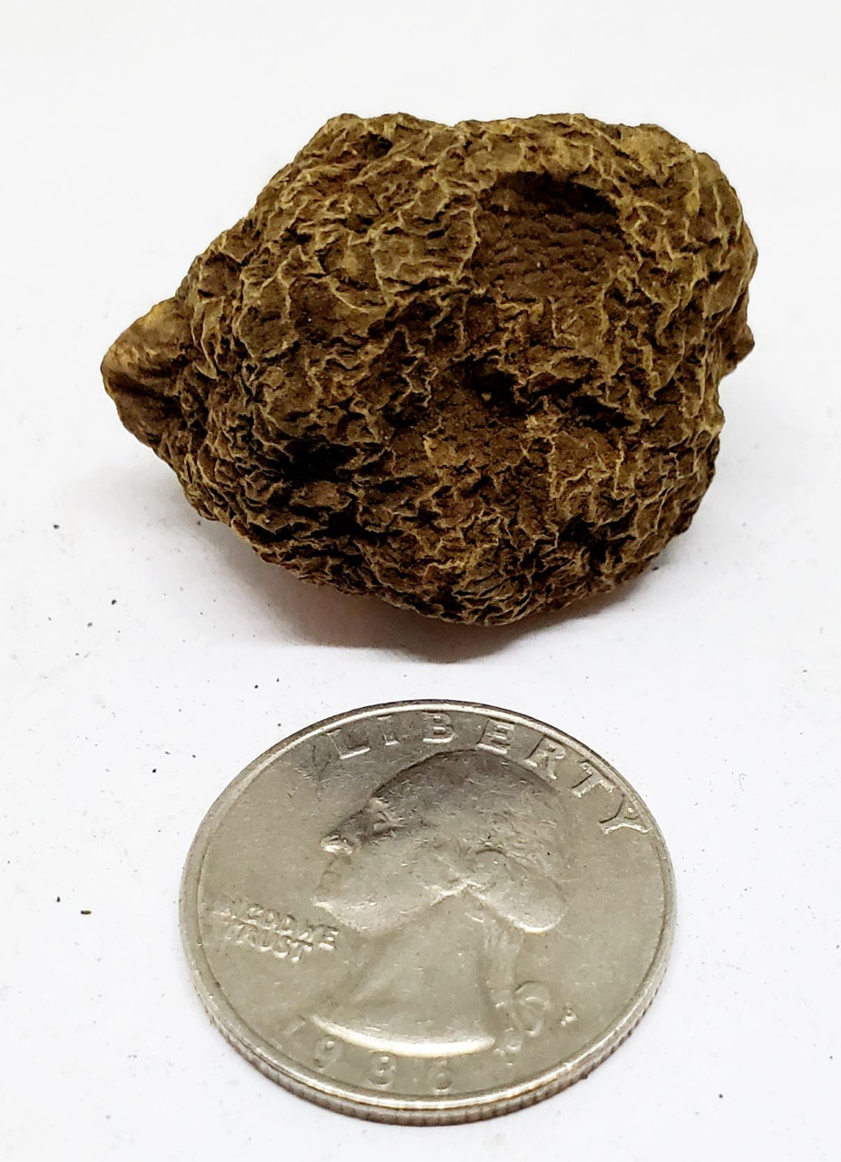 High John the Conqueror Root 13 gram roots - Raven's Flight