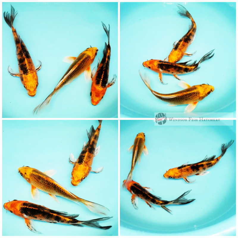 Young Koi Fish for Sale | Developing Colour & Pattern | Premium Koi Groups