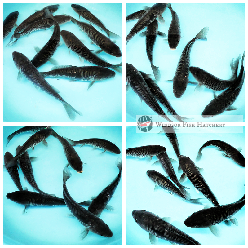 black large scale koi with white belly, black fish for sale, black koi ...