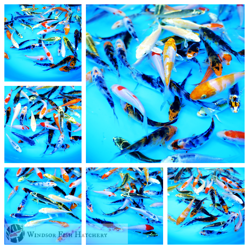 Windsor Fish Hatchery | Online Aquarium & Water Garden Centre