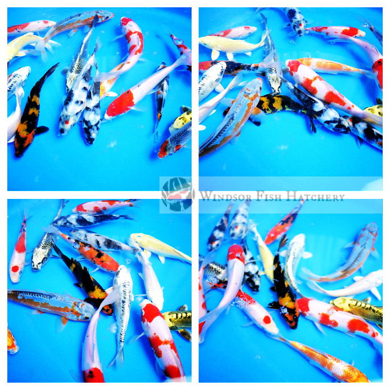 Buying Guide for Koi Fish from the breeder ! What to consider. Easy ...