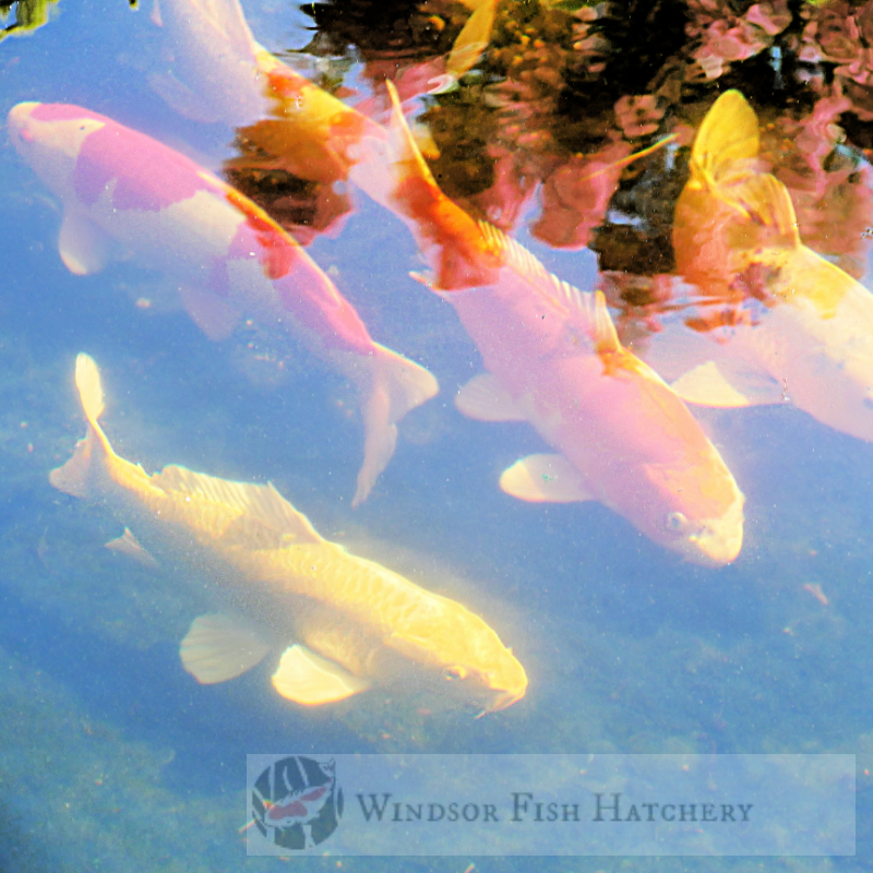 Recommended Practice, Introducing new koi or goldfish to your pond ...