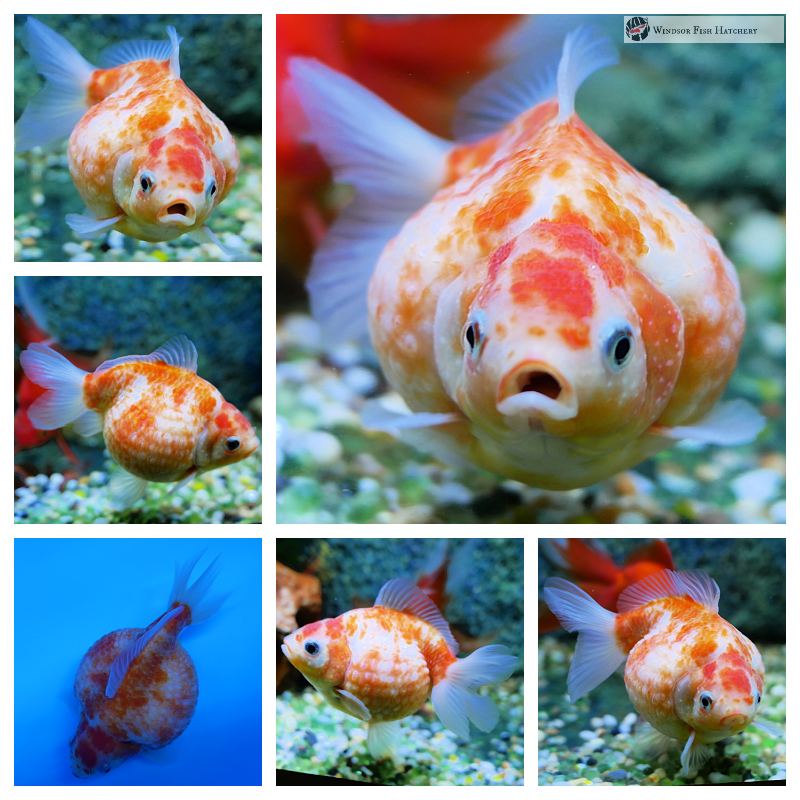 Aquarium Care & Maintenance Holiday Tips. Feeding while your away. Read ...