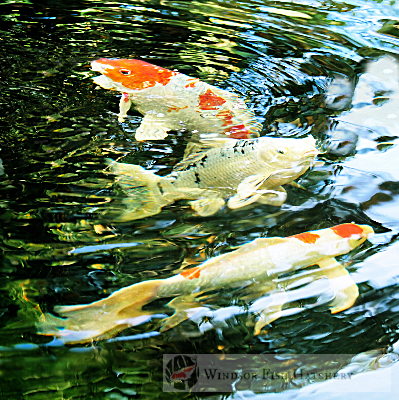 Is your Elvis really a Priscilla? Sexing Koi Fish. Learn More ...