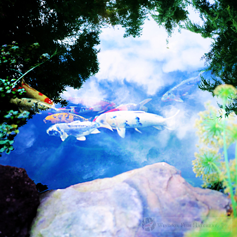 Do you have koi already, or are you planning on getting some soon ...