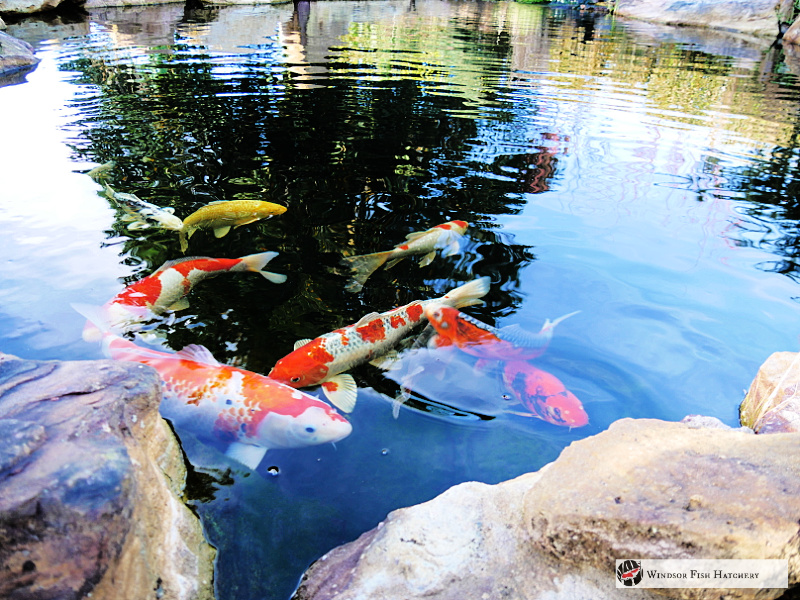 Winter to Spring pond & fish! Seasonal Care made easy. Read On ...