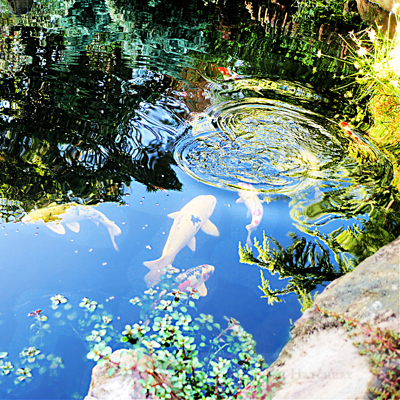 Tips for Setting Up a Koi Pond - Windsor Fish Hatchery Online