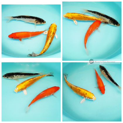 Young Koi Fish for Sale | Developing Colour & Pattern | Premium Koi Groups