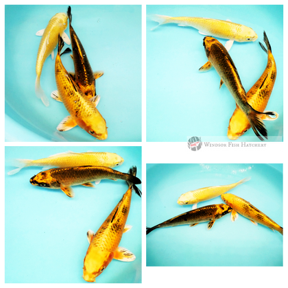 Young Koi Fish for Sale | Developing Colour & Pattern | Premium Koi Groups