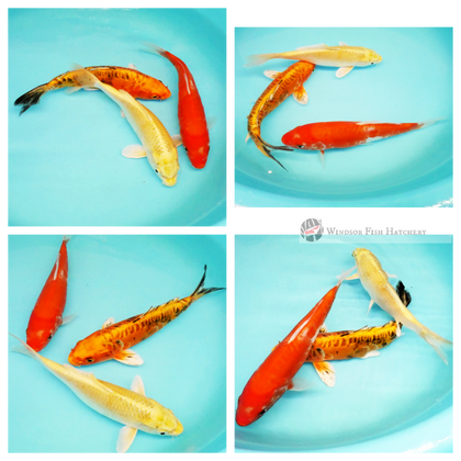 Young Koi Fish for Sale | Developing Colour & Pattern | Premium Koi Groups