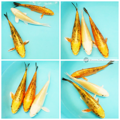 Young Koi Fish for Sale | Developing Colour & Pattern | Premium Koi Groups