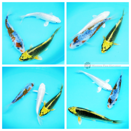Young Koi Fish for Sale | Developing Colour & Pattern | Premium Koi Groups