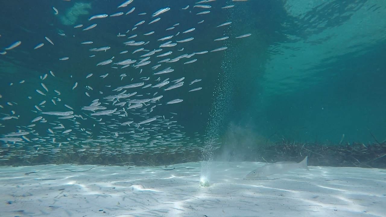 Fish Bait Bomb