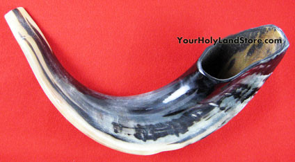 Jewish Rams Horn Polished Shofar