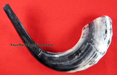 Jewish Rams Horn Polished Shofar