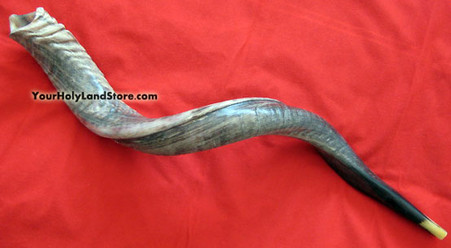 AUTHENTIC KOSHER HALF POLISHED SHOFAR