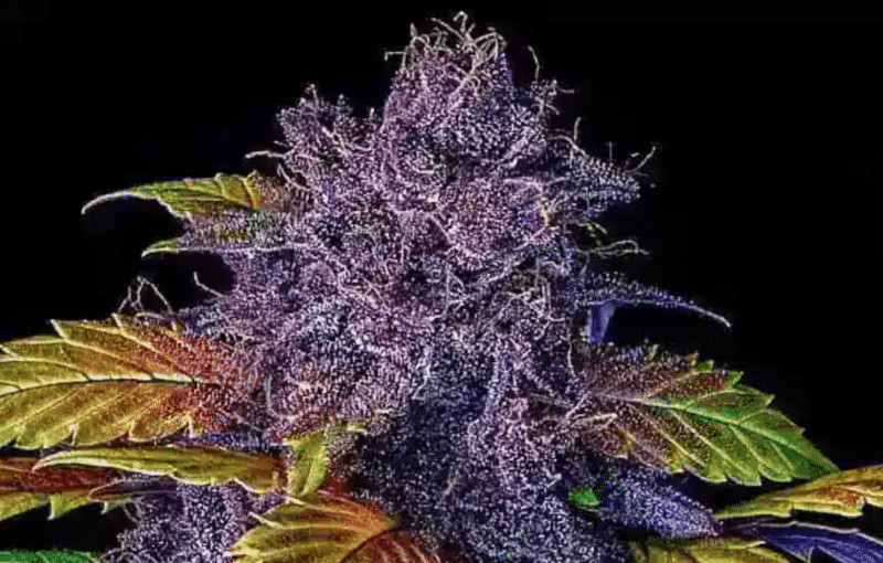 Acapulco Gold 10 Feminized Autoflower Seeds (10-Pack)