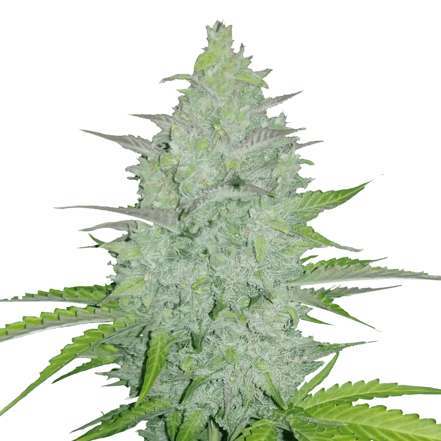 Cheese Feminized Autoflower Seeds (5-Pack)