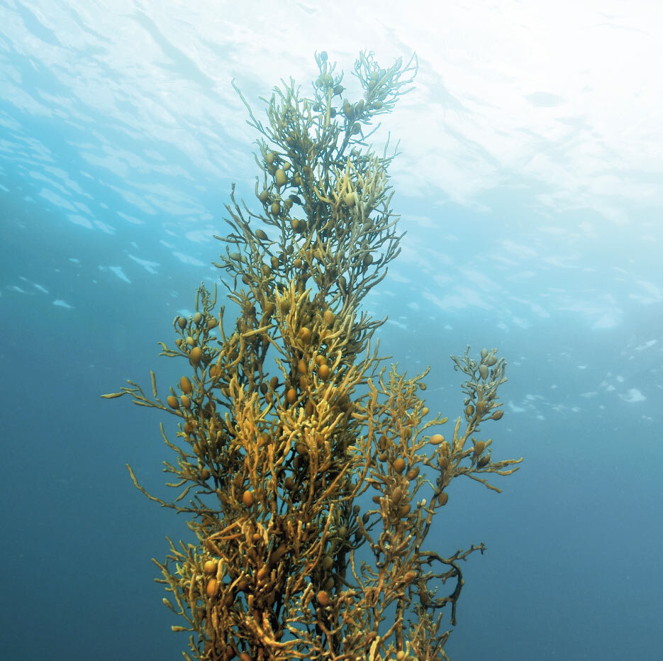 Clinically Proven Cat Dental Care: Science Made Simple - Swedencare UK