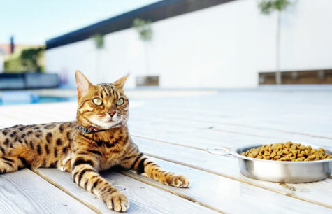 A Guide to Cat Nutrition and Choosing the Best Food - Swedencare UK