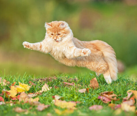 The Vital Role of Joint Health for Cats - Swedencare UK