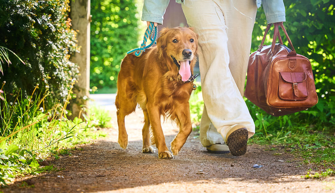 Longevity & Dental Health: Helping Your Dog Live a Longer, Healthier ...