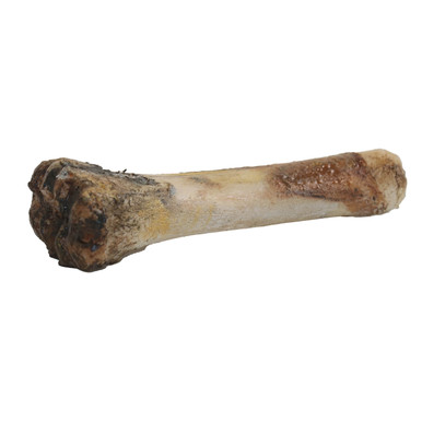 Prop Shank Bone for Passover Seder Plate
