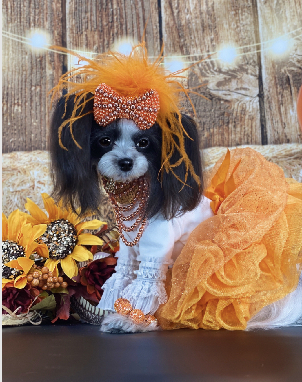 SEASON OF STYLE MODEL DOGS - Americas Top Dog Model (R)