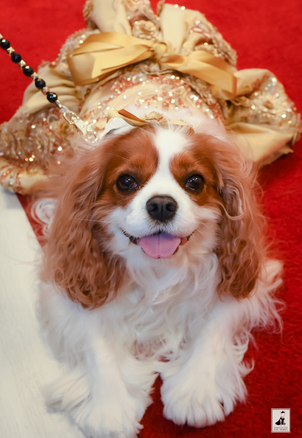 Top Dog Model Calendar and Contest Launch - Americas Top Dog Model (R)