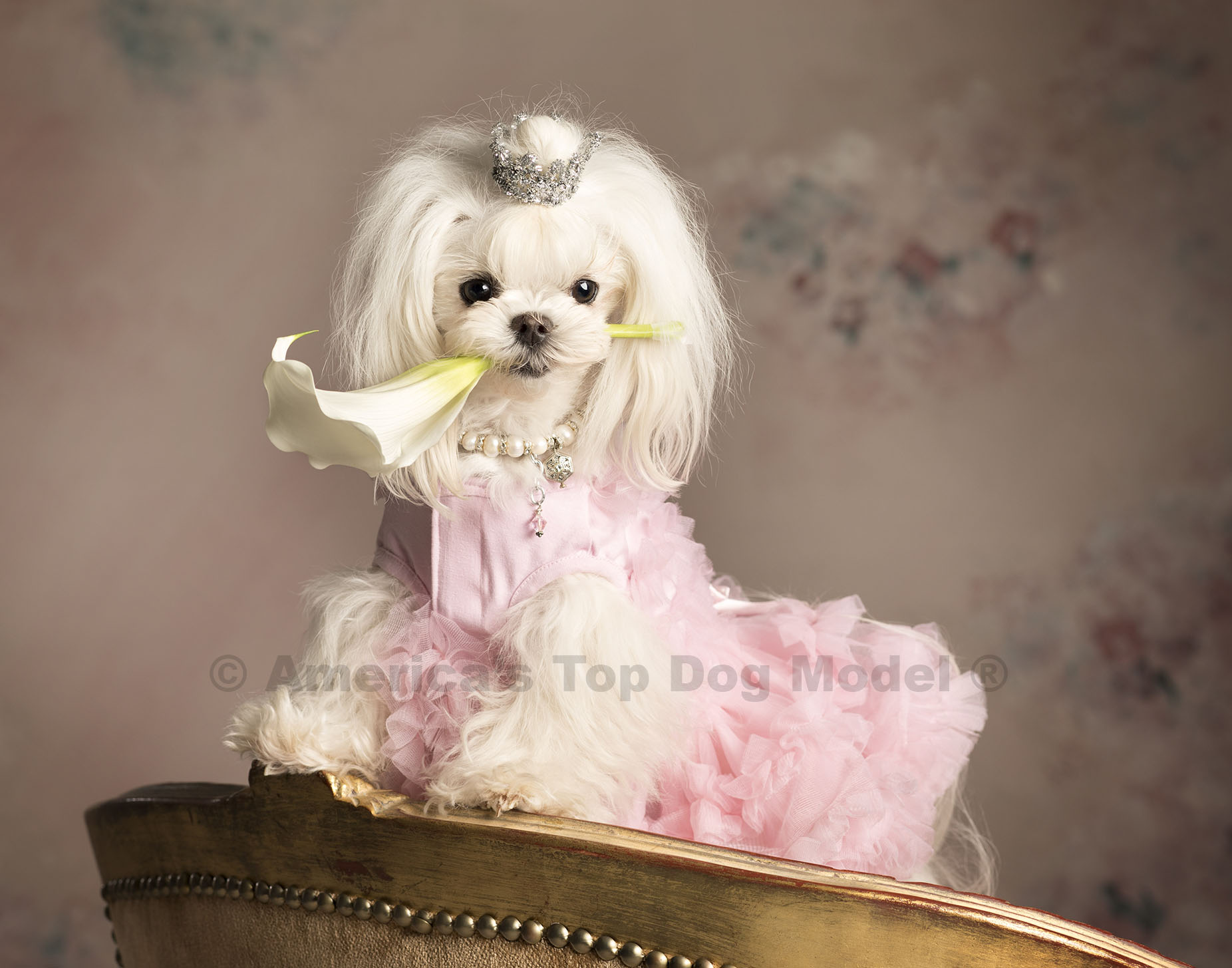 Meet America's Top Dog Model 2017 - Americas Top Dog Model (R)