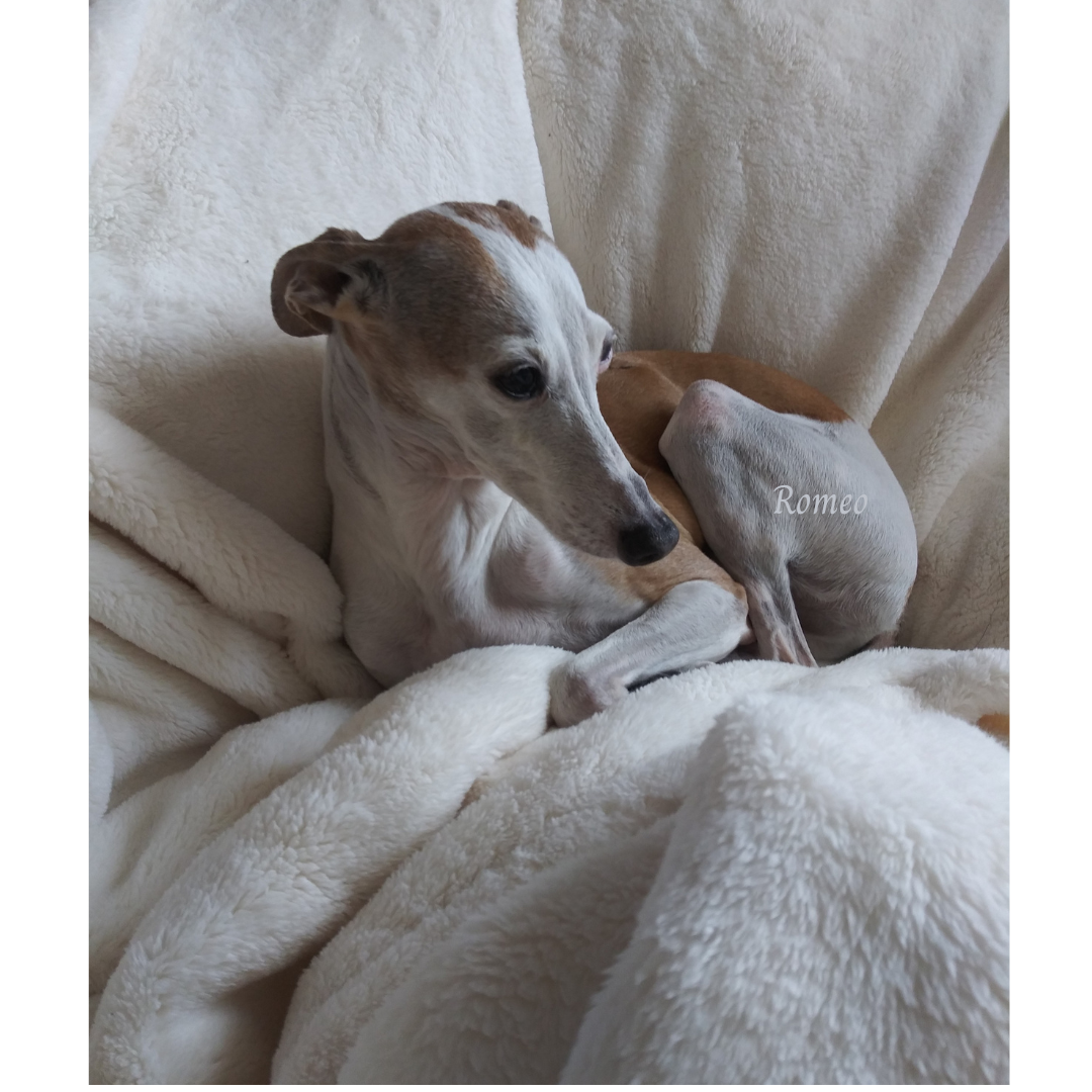 It's "Spaw" Time - Americas Top Dog Model (R)