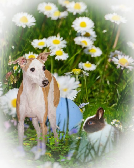 5 Fun Ways to Celebrate Spring with Your Dog - Americas Top Dog Model (R)