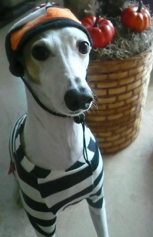 Six Tips for Fun and Safe Howl-o-ween with Your Dog - Americas Top Dog ...