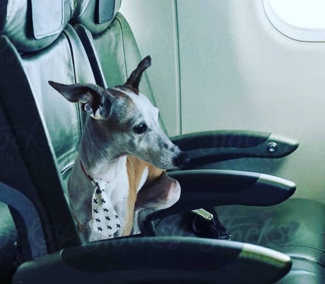 Jet Set Paws: Traveling with Pets - Americas Top Dog Model (R)