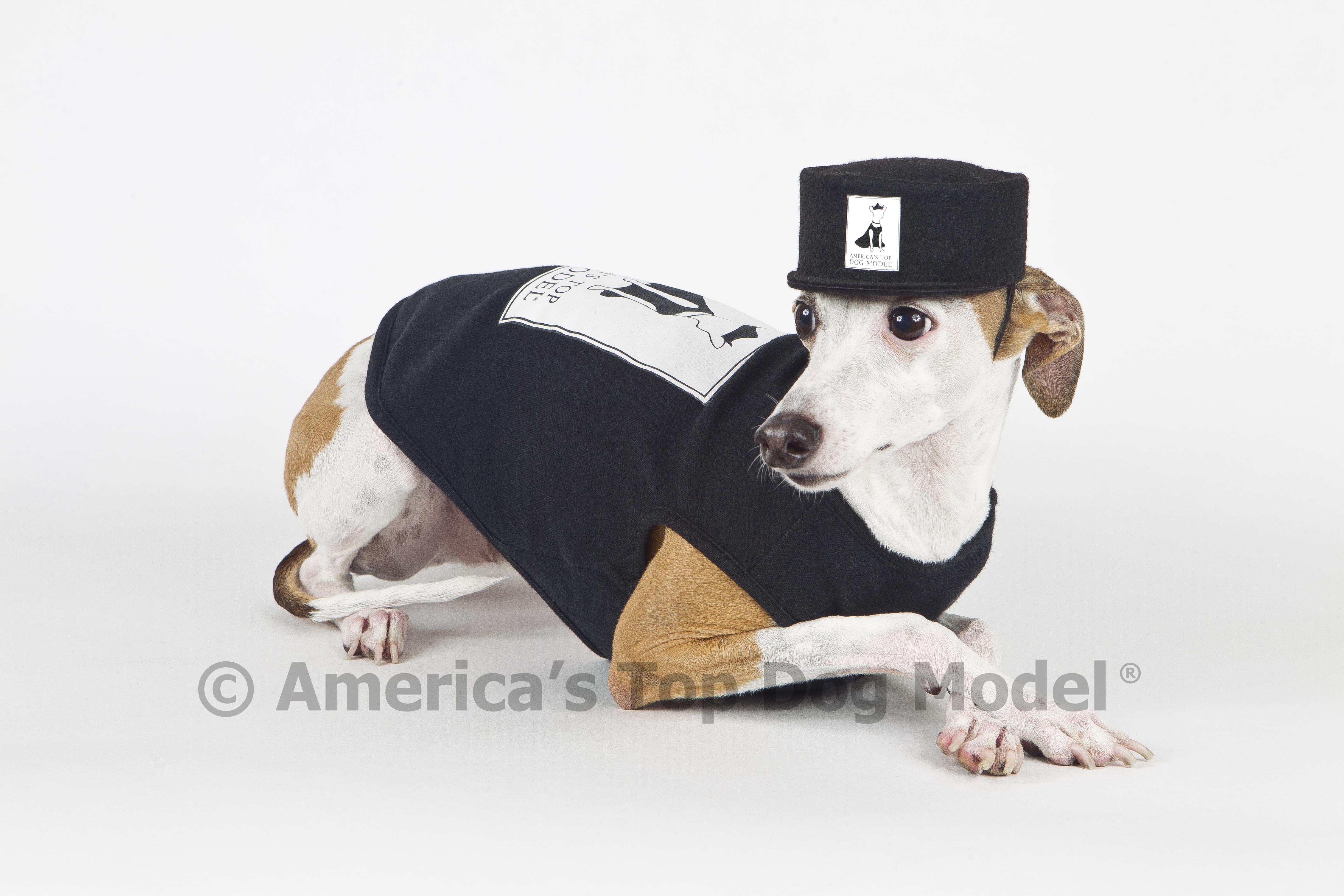 5 Tips for Launching Your Dog's Modeling Career - Americas Top Dog ...